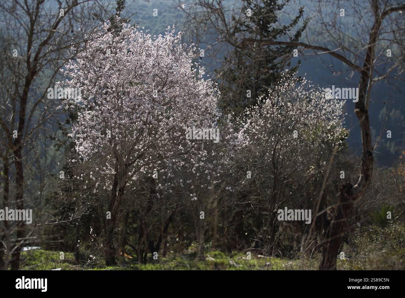 Blooming Shkedia, blossoming Common Almond Tree, deciduous tree of the Rosaceae family in the ...