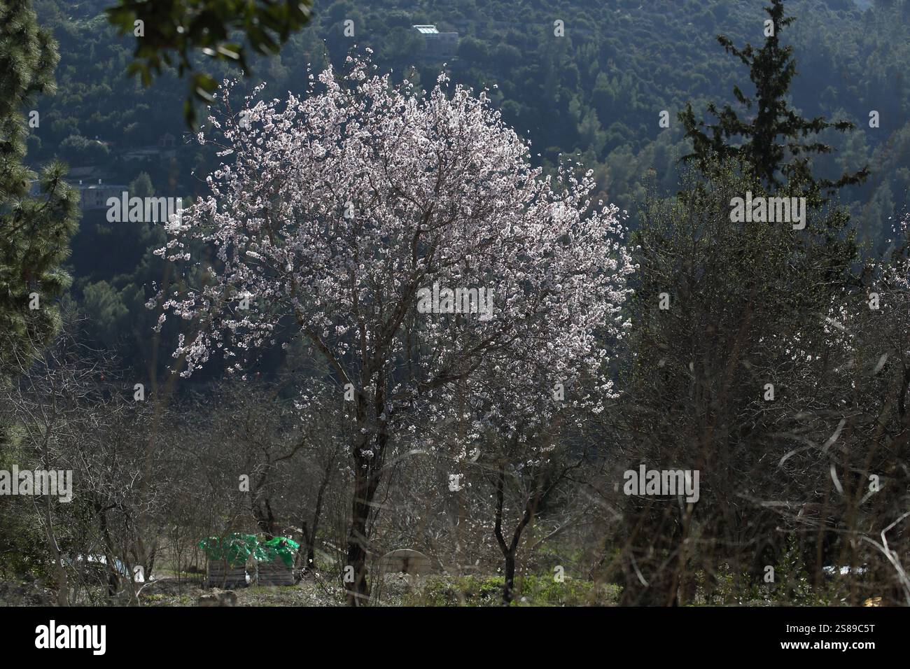 Blooming Shkedia, blossoming Common Almond Tree, deciduous tree of the Rosaceae family in the ...