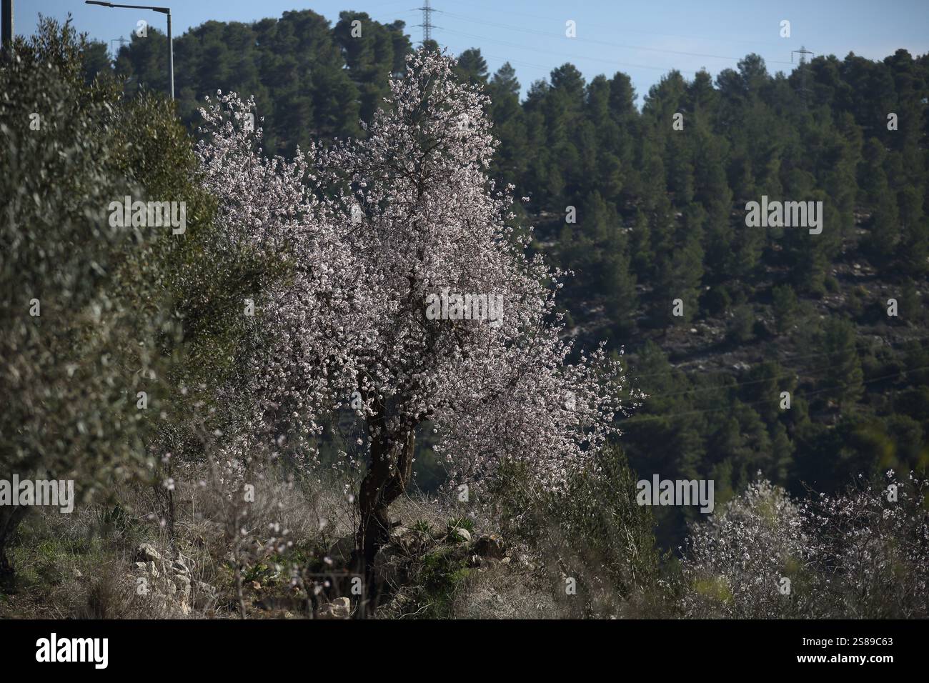 Blooming Shkedia, blossoming Common Almond Tree, deciduous tree of the Rosaceae family against ...
