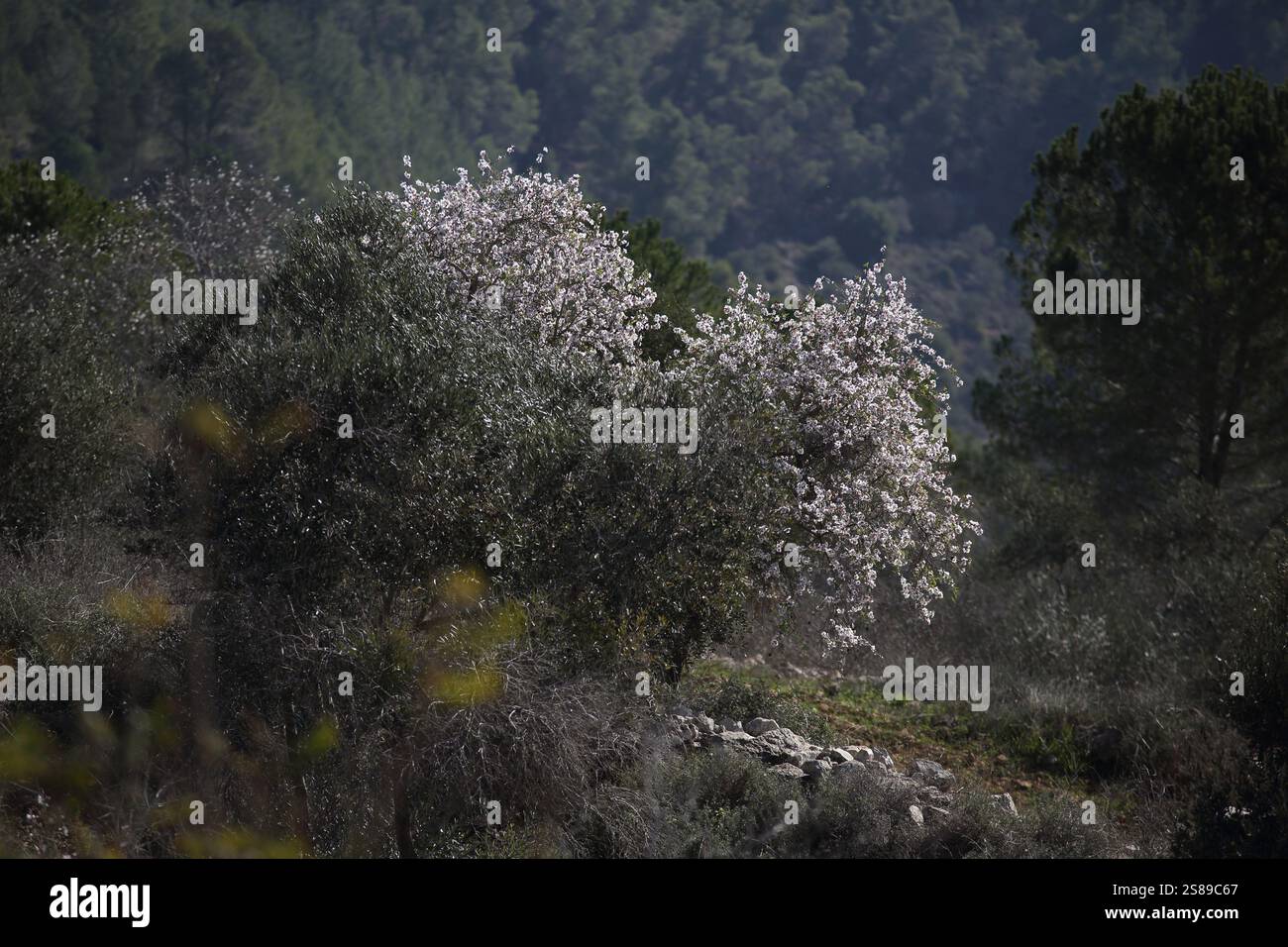 Blooming Shkedia, blossoming Common Almond Tree, deciduous tree of the ...