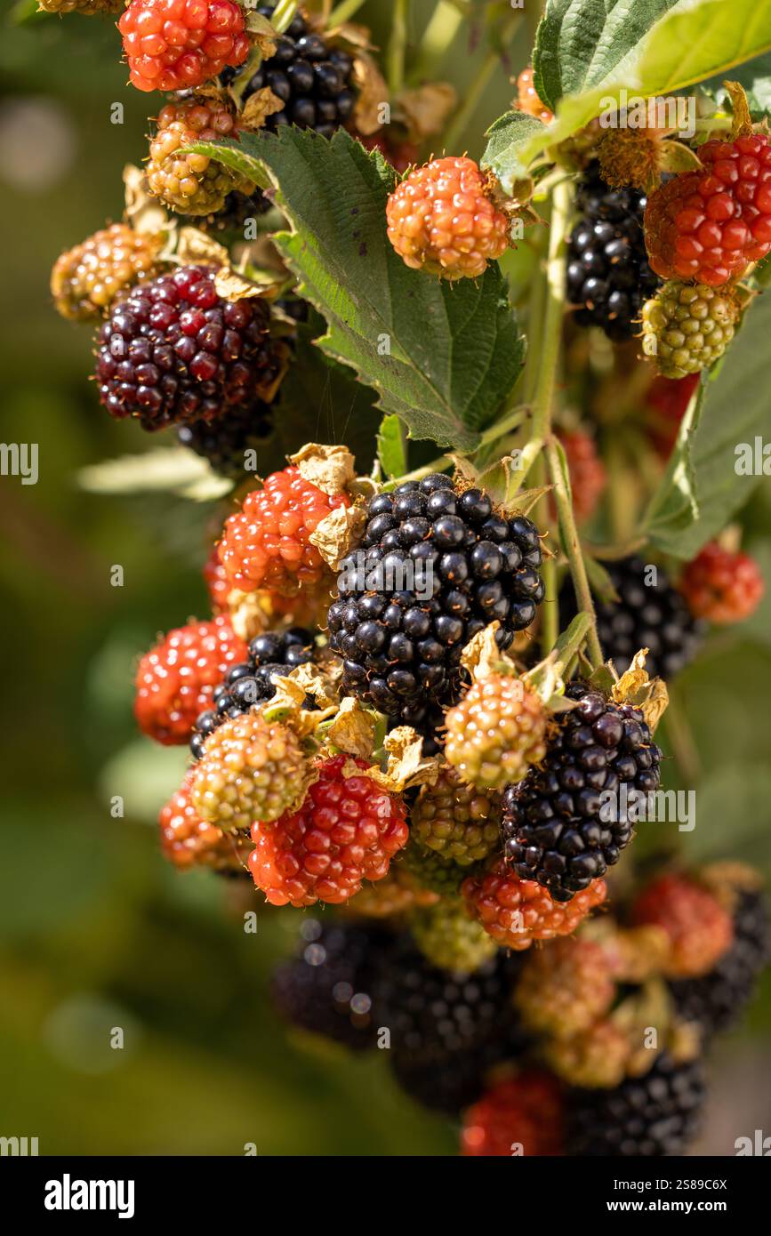 Close up of a cluster of ripe and unripe blackberries growing on a ...