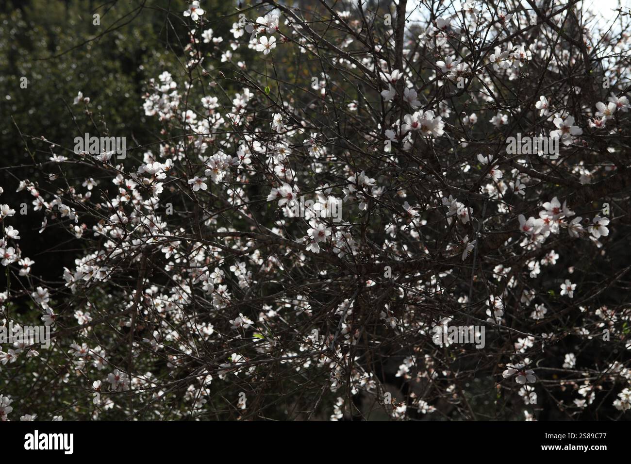 Branches of a looming Shkedia, a blossoming Common Almond Tree ...