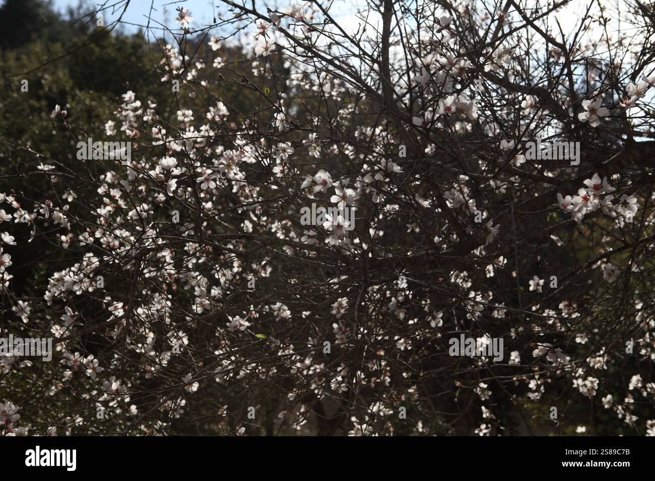 Branches of a looming Shkedia, a blossoming Common Almond Tree ...