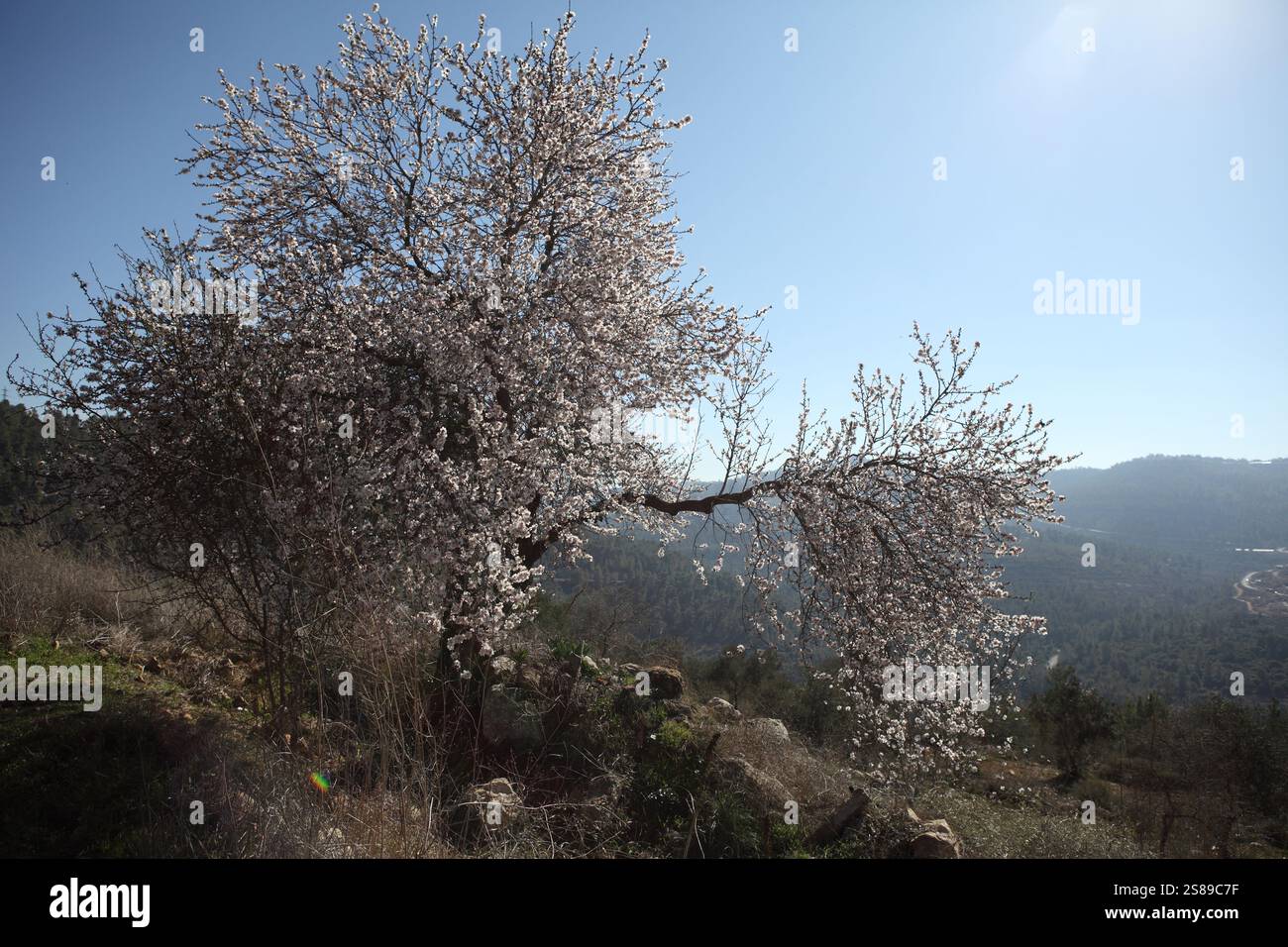 Blooming Shkedia, a blossoming Common Almond Tree, deciduous tree of ...