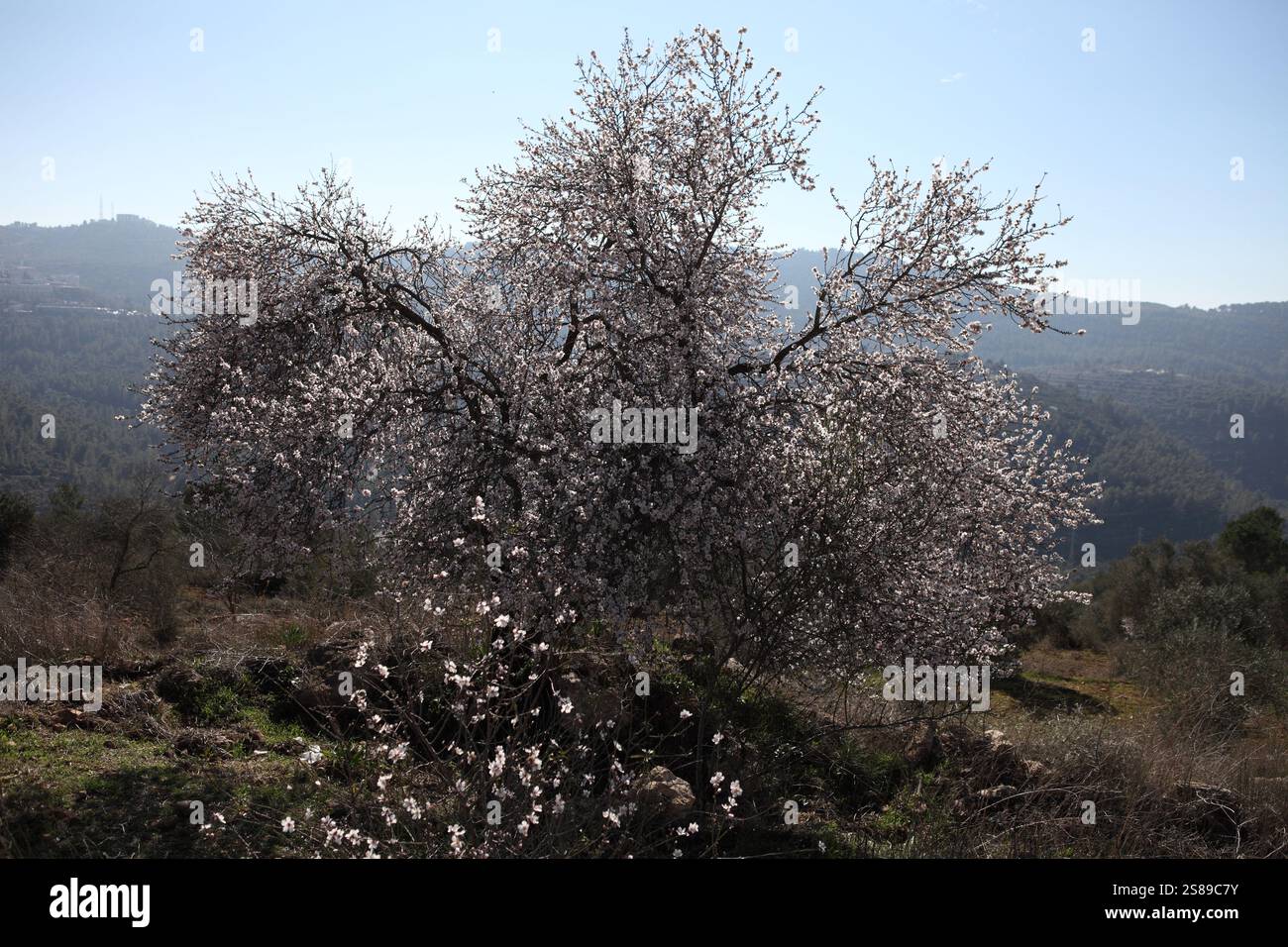 Blooming Shkedia, a blossoming Common Almond Tree, deciduous tree of ...