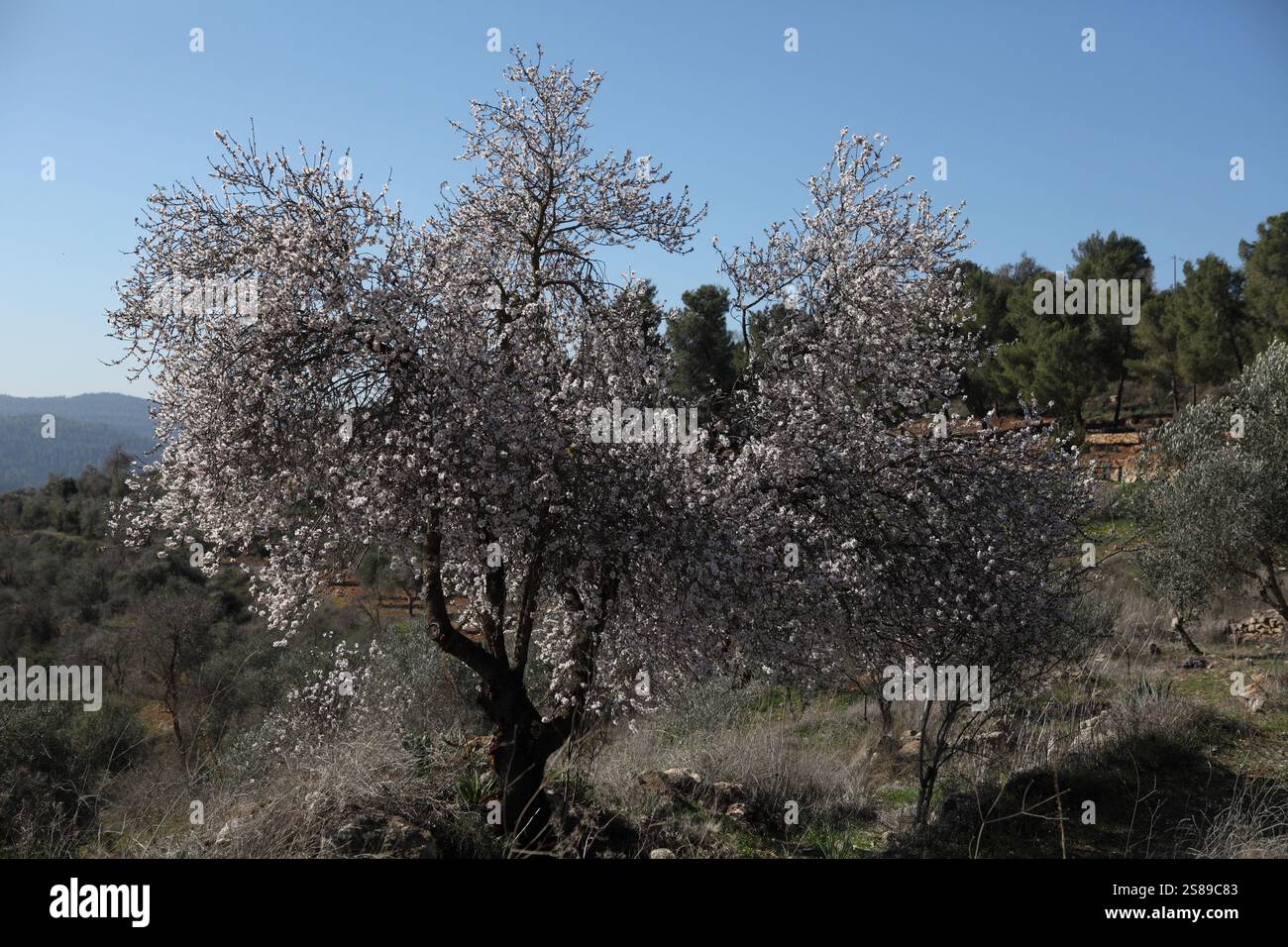 Blooming Shkedia, a blossoming Common Almond Tree, deciduous tree of the Rosaceae family against ...