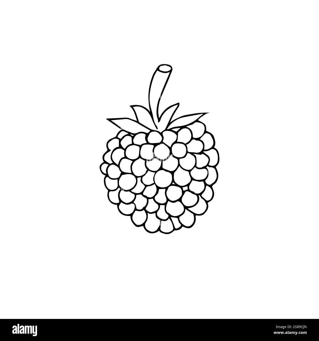 Vector hand drawn doodle sketch raspberry isolated on white background ...