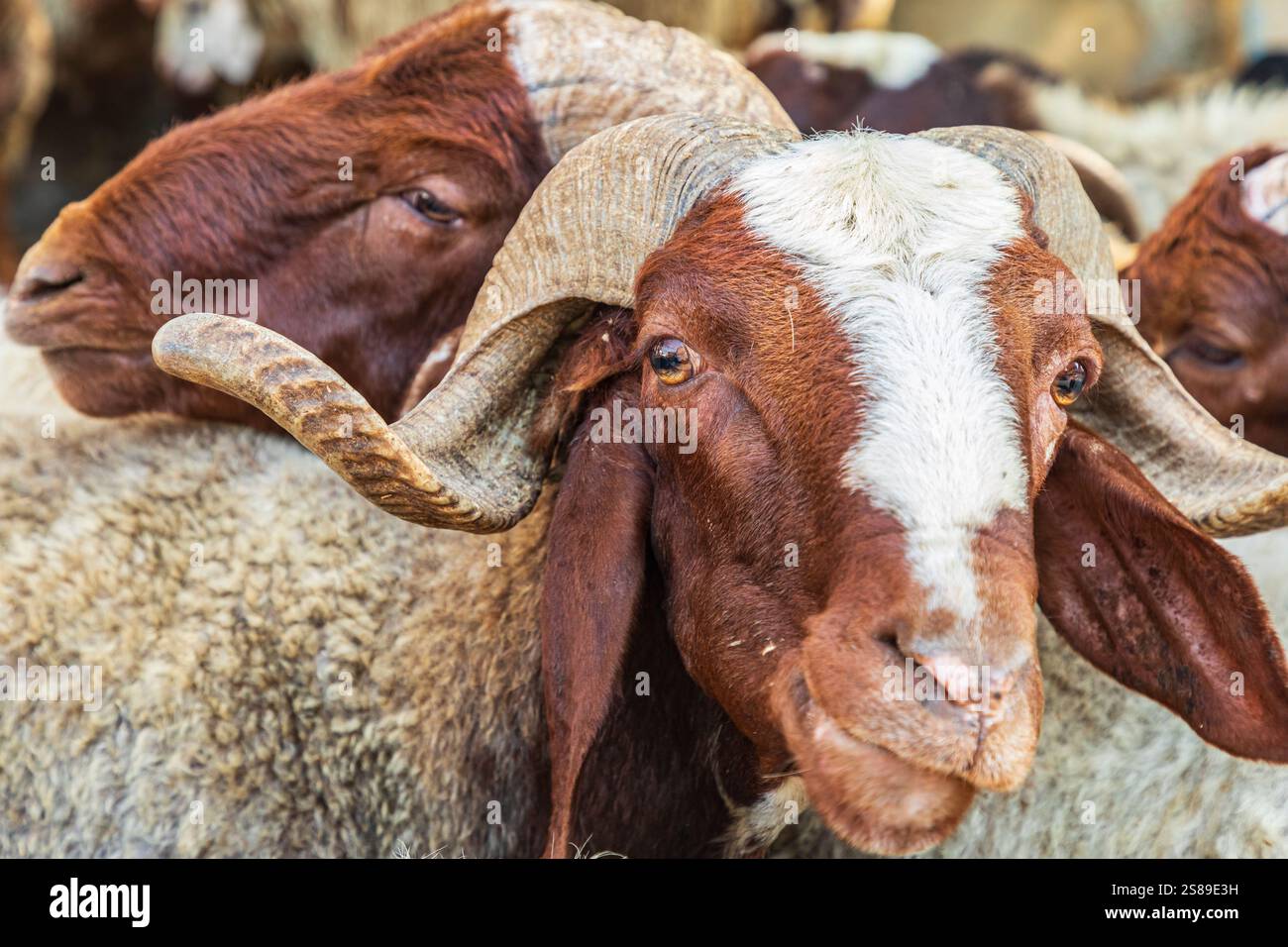 Cairo, Egypt, Africa. Goats for sale at an outdoor market Stock Photo ...