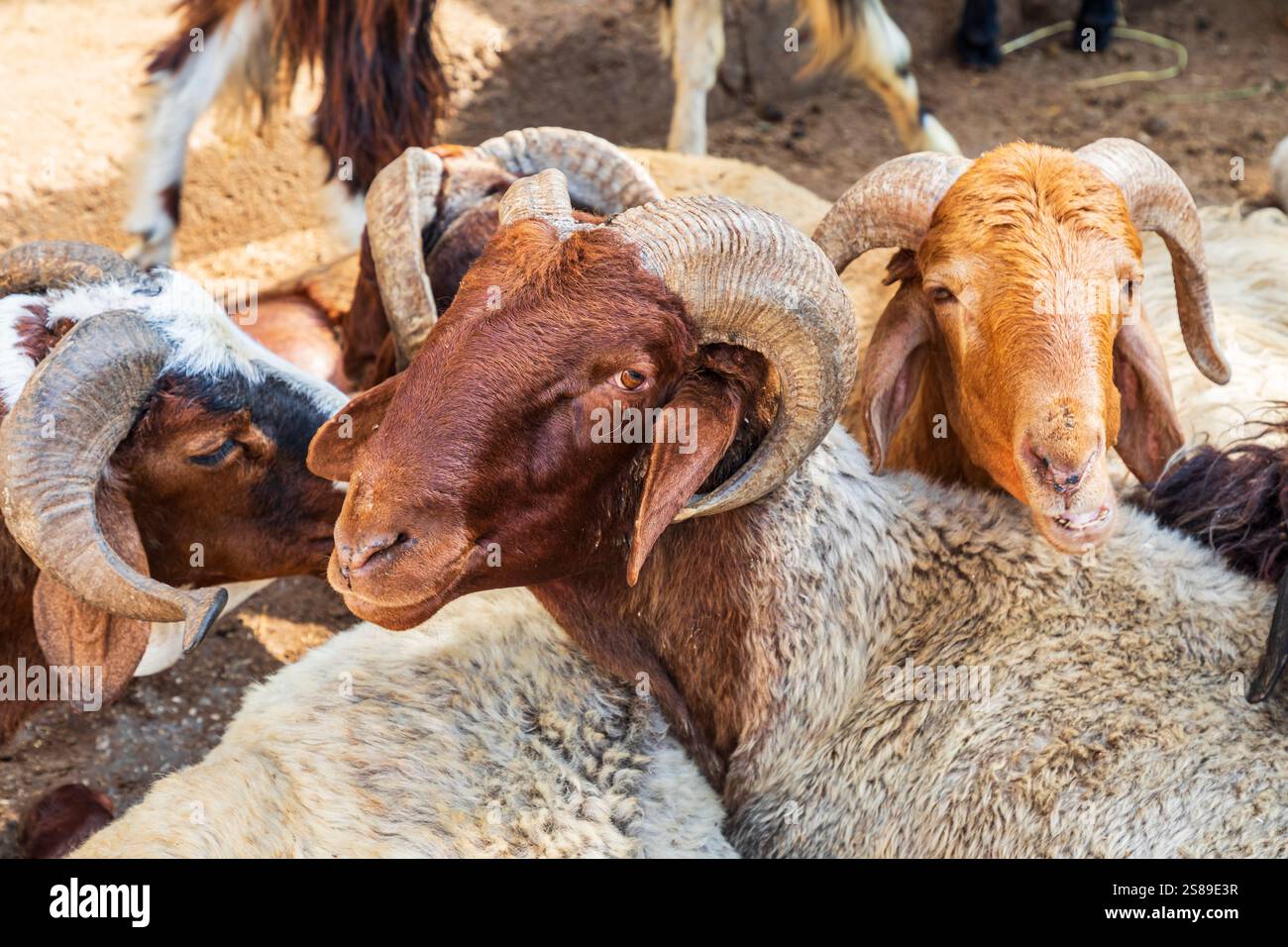 Cairo, Egypt, Africa. Goats for sale at an outdoor market Stock Photo ...