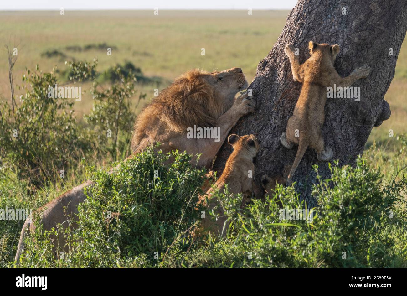 Africa, Kenya, Maasai Mara National Reserve. Male lion and cubs pulling ...