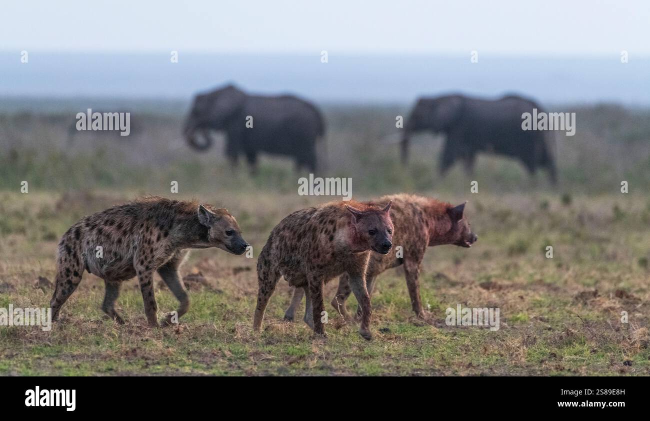 Africa, Kenya, Amboseli National Park. Hyenas and elephants Stock Photo ...