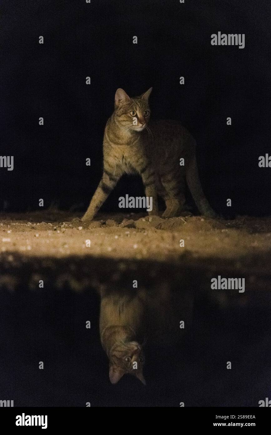 Africa, Kenya, Amboseli National Park. African wildcat at waterhole at ...