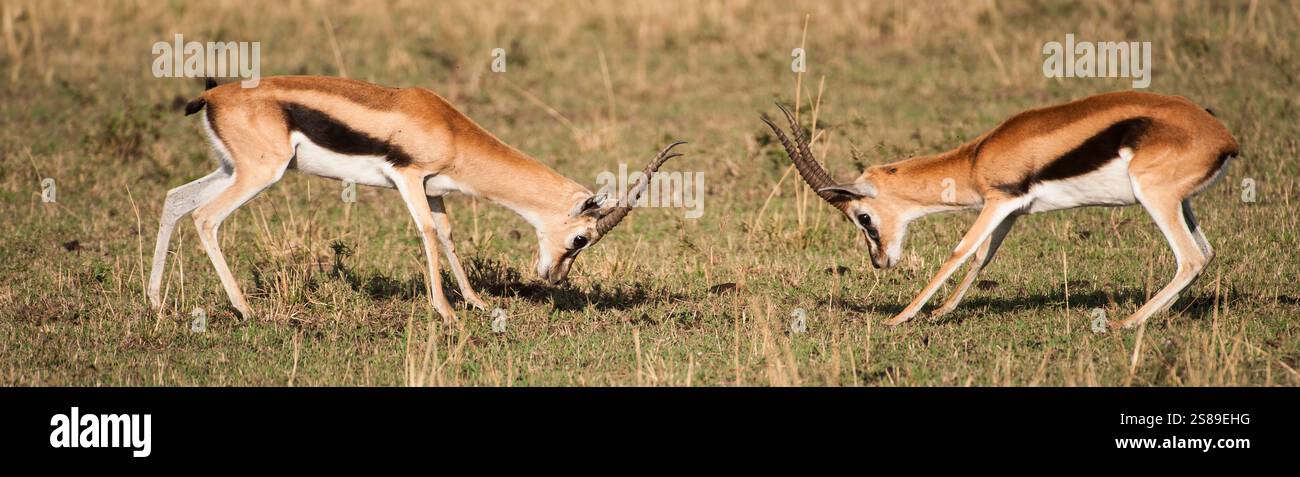 Kenya. Gazelle fighting Stock Photo - Alamy
