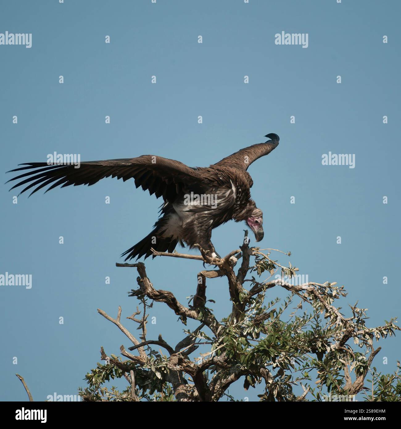 George vulture hi-res stock photography and images - Alamy
