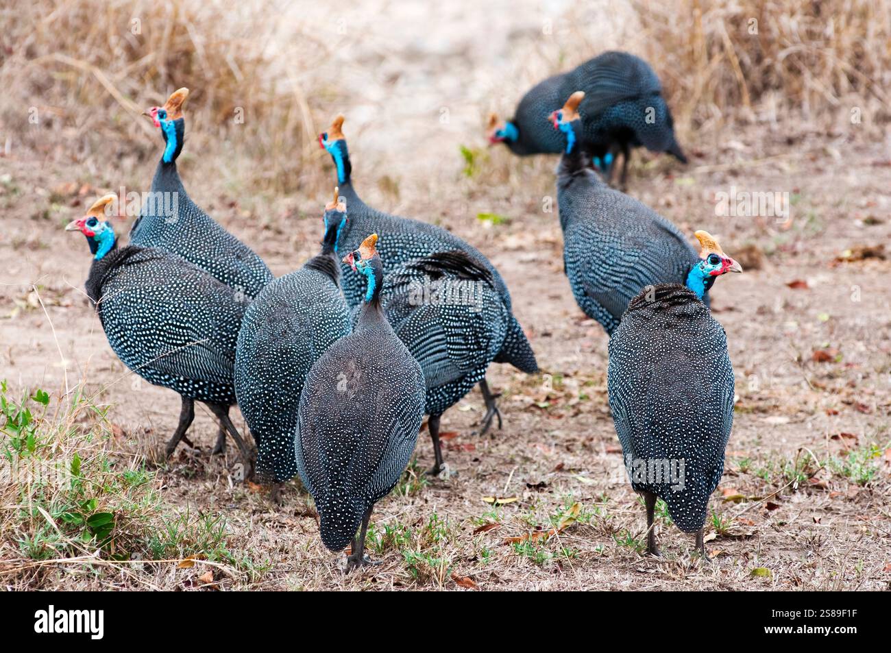 Group of helmeted guineafowl (Numida meleagris), Maasai Mara National ...