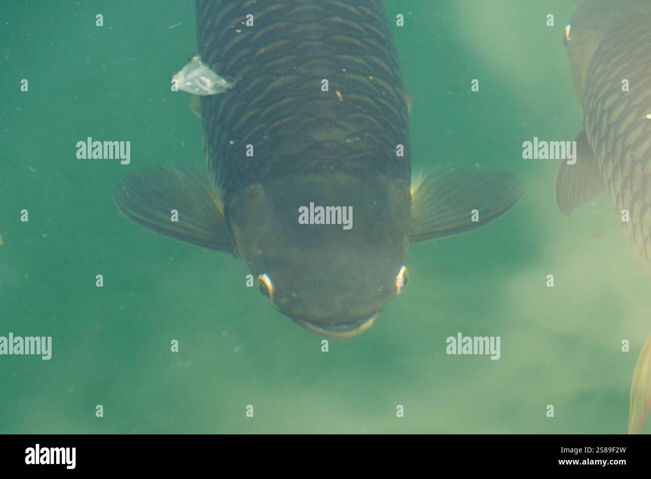 A large fish is swimming just below the surface of clear water ...