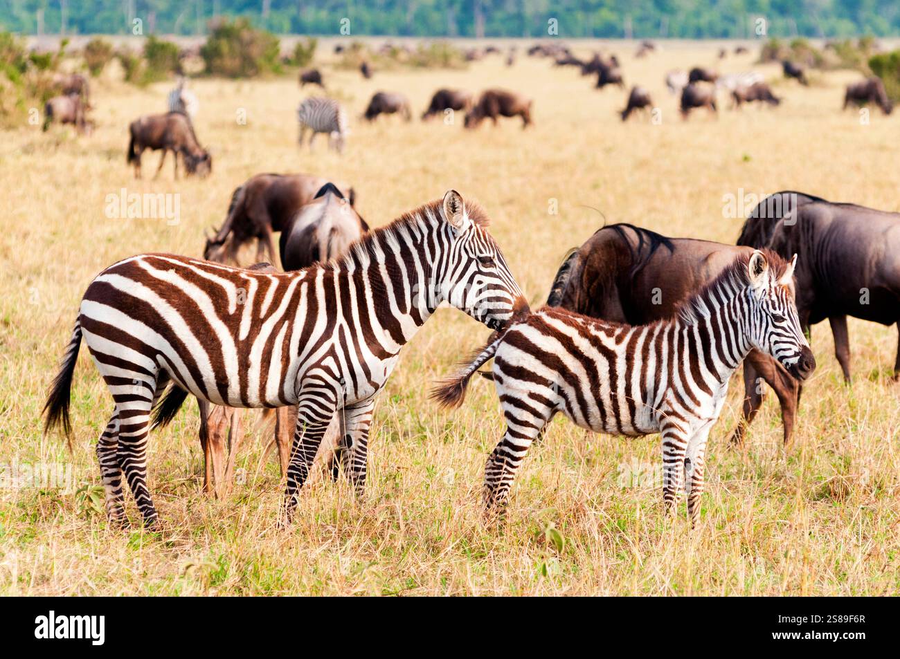 Common zebra ( Equus quagga) and foal, herd of wildebeest, Maasai Mara ...