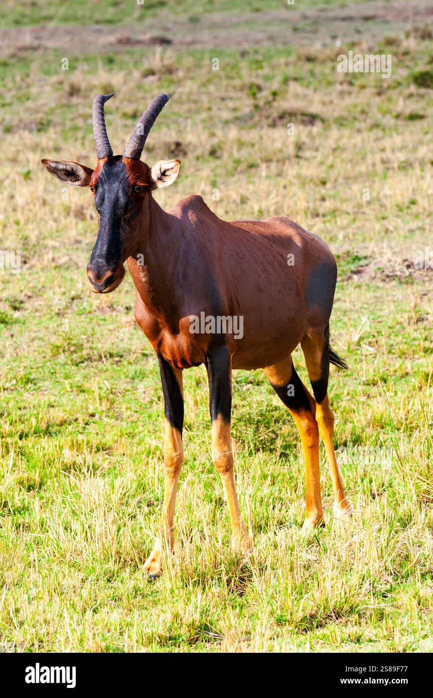 Red topi hi-res stock photography and images - Alamy