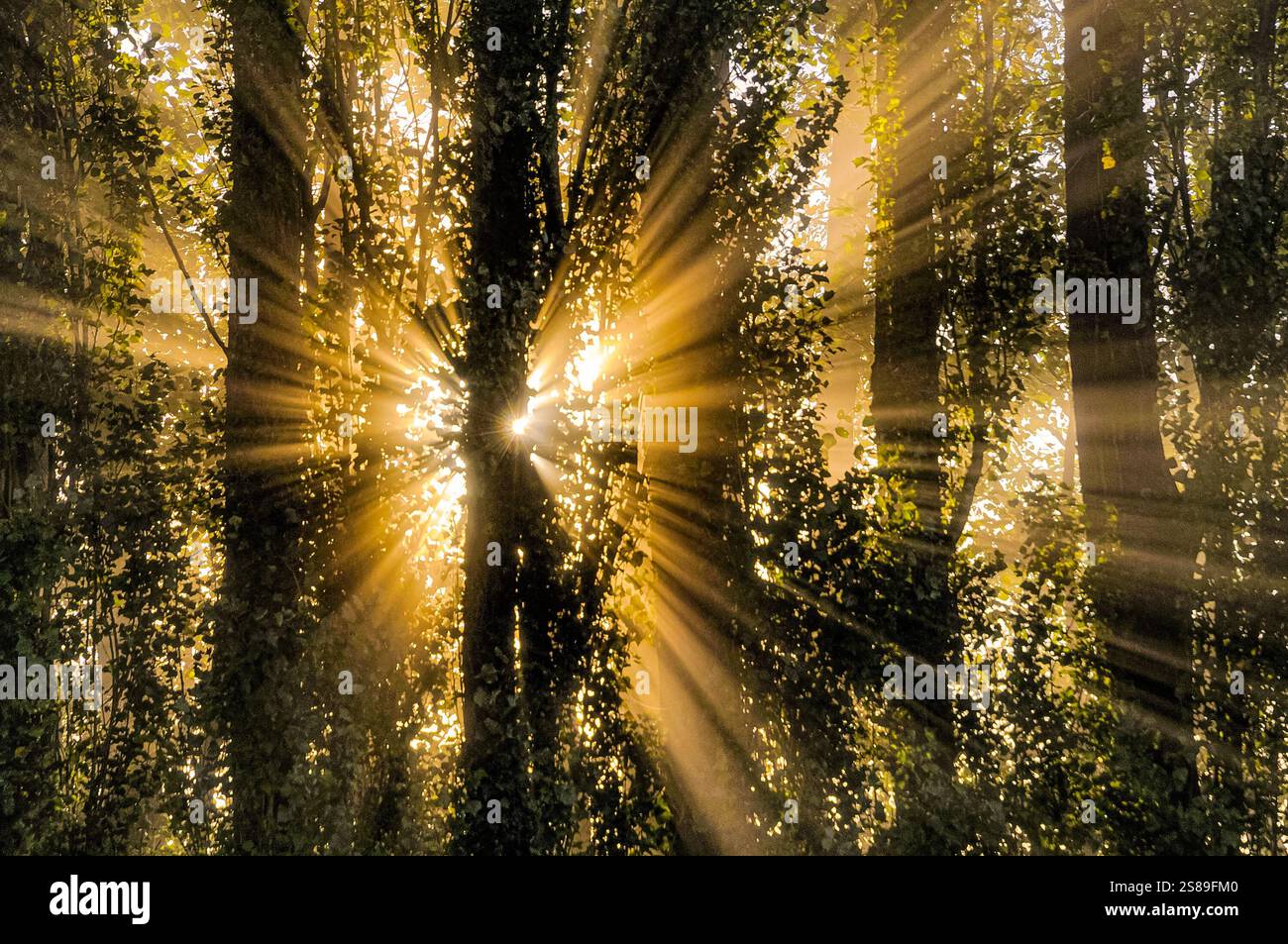 Light beams through trees Stock Photo - Alamy