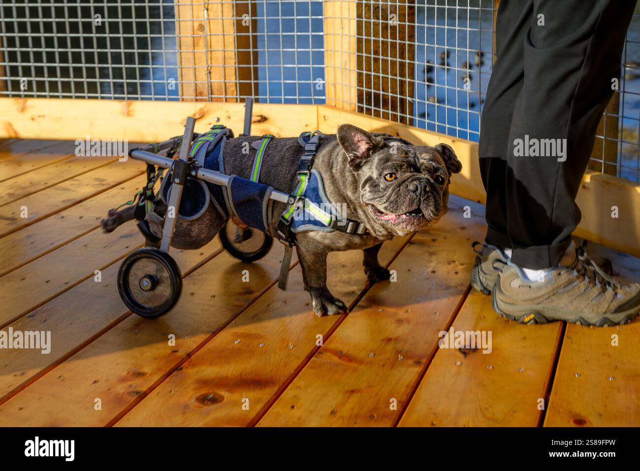 Disabled dog, with walking wheels, doggie wheelchair Stock Photo - Alamy