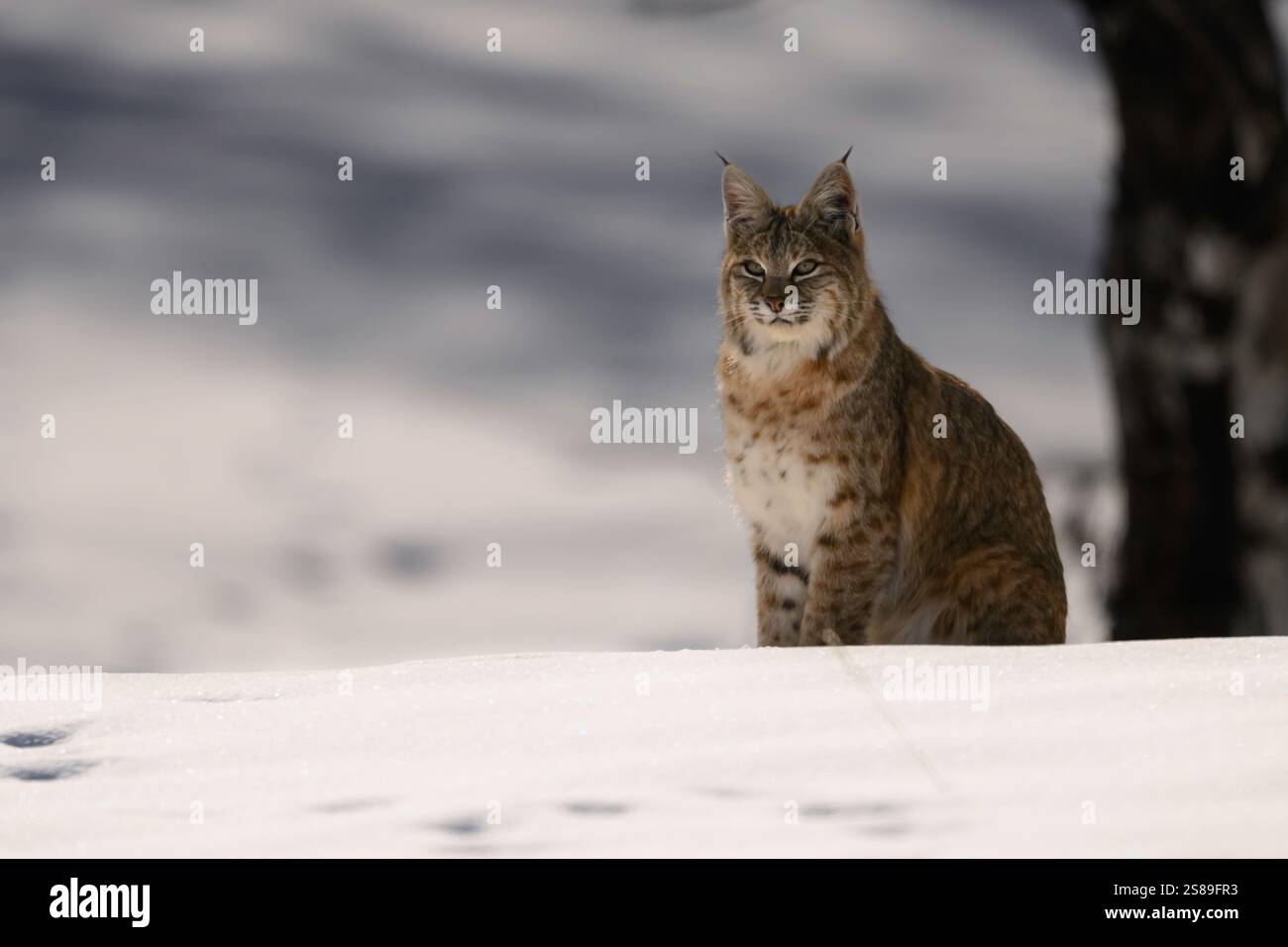 Bobcat in the winter on snow, Wasatch mountains of Utah Stock Photo - Alamy