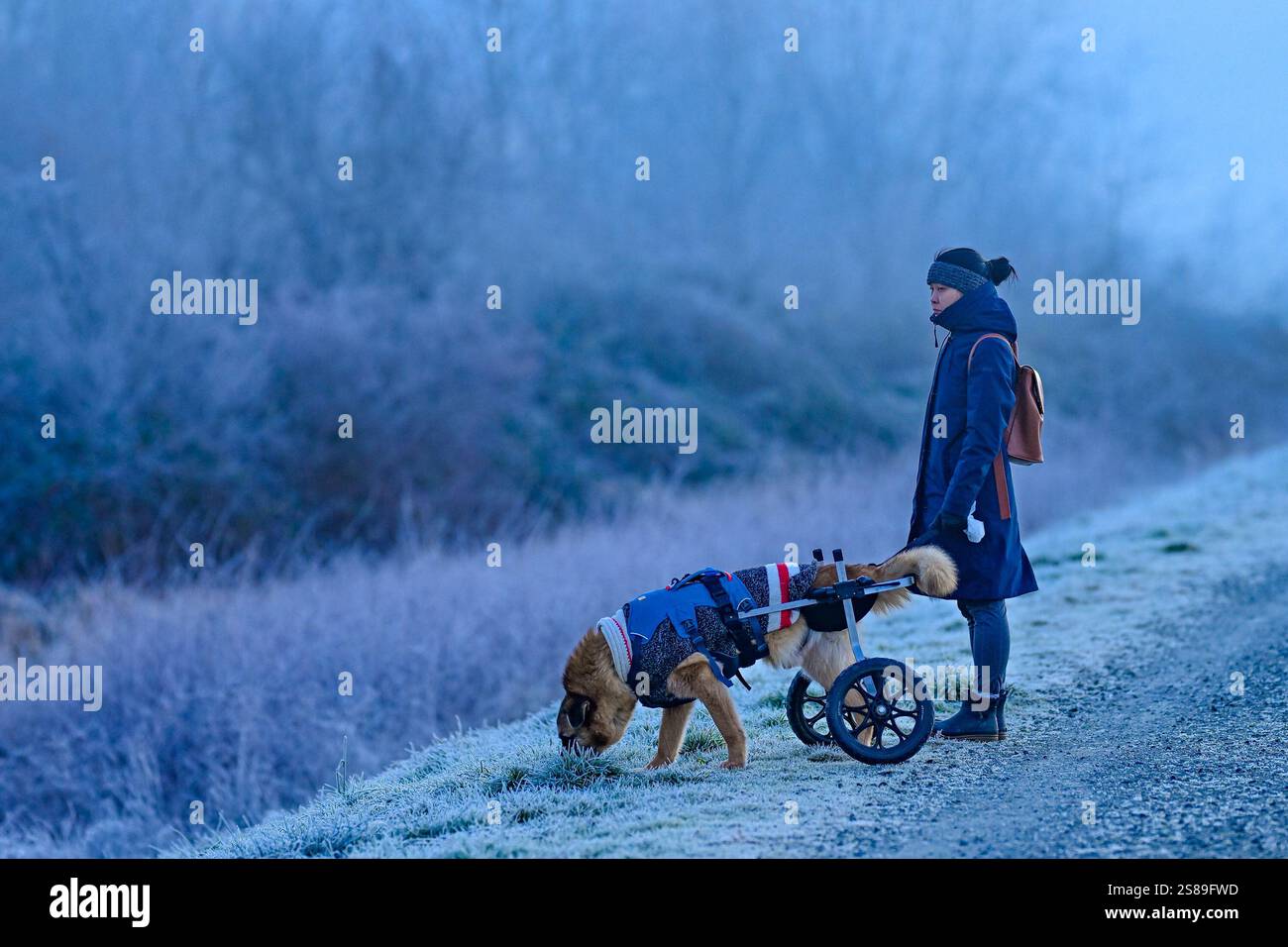 Disabled dog, with walking wheels, doggie wheelchair Stock Photo - Alamy