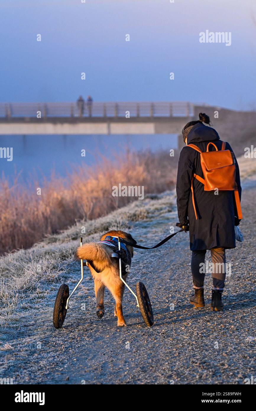 Disabled dog, with walking wheels, doggie wheelchair Stock Photo - Alamy