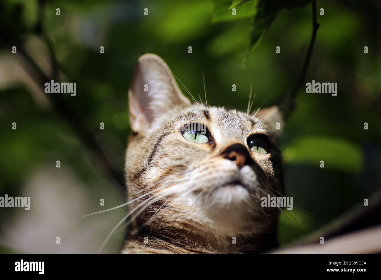 Portrait of an attentive common european female cat Stock Photo - Alamy