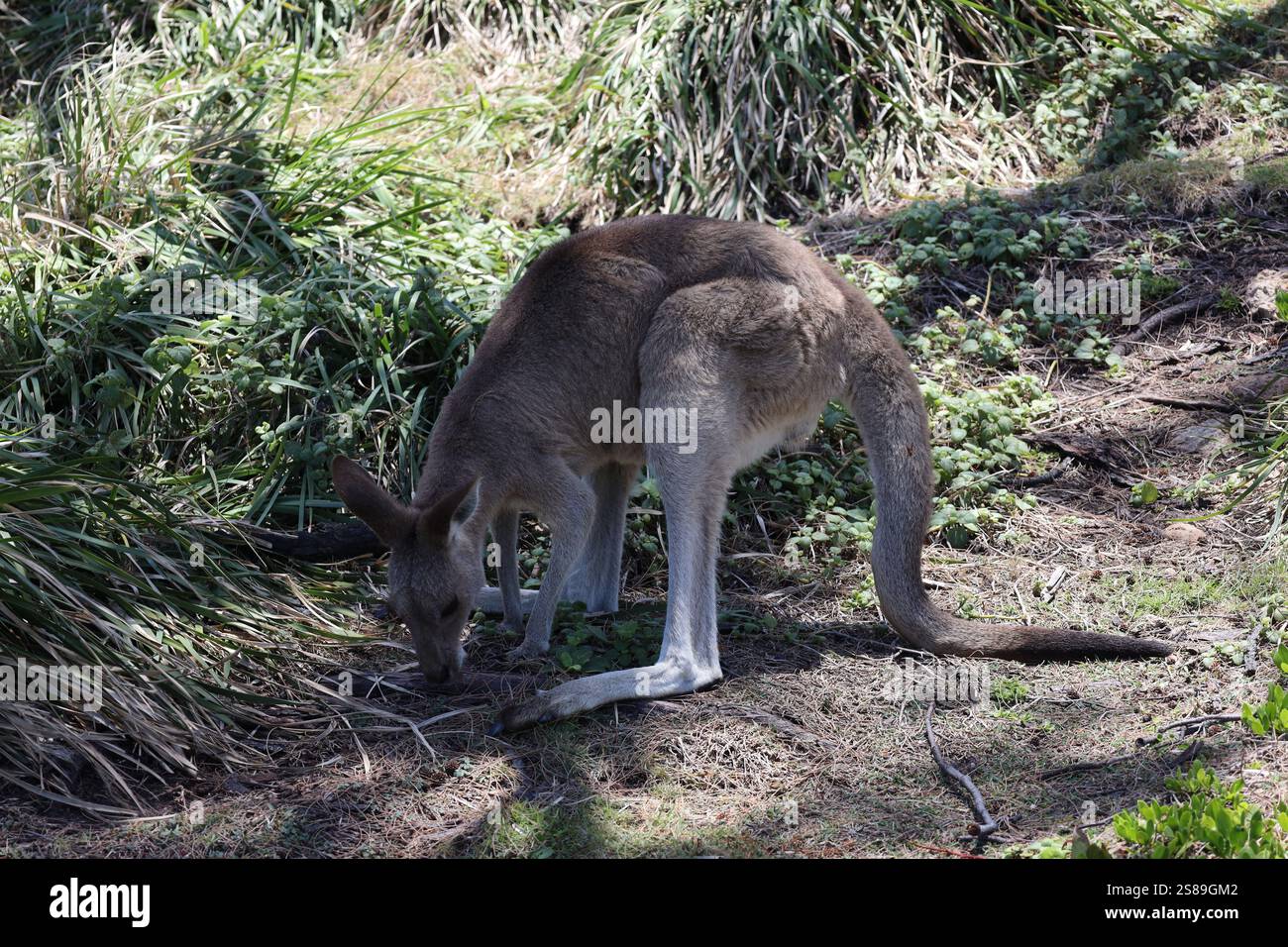 adult kangaroo grazing on long grasses in shade Stock Photo - Alamy