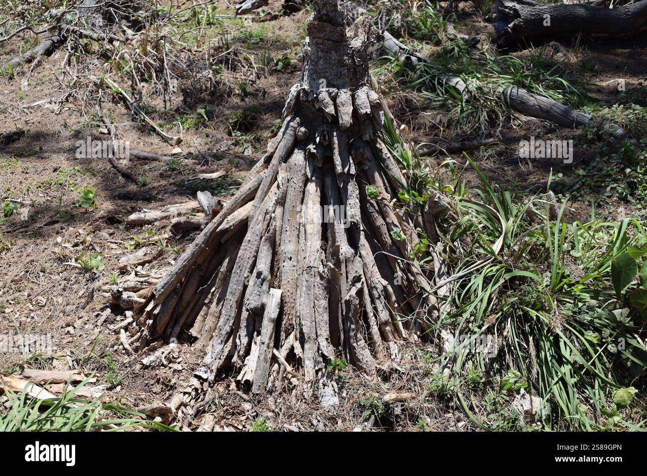 tree with wide above ground roots in intense sunlight Stock Photo - Alamy