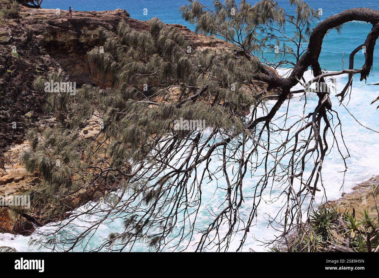 ocean waves churn into a narrow channel below coarse shoreline trees ...