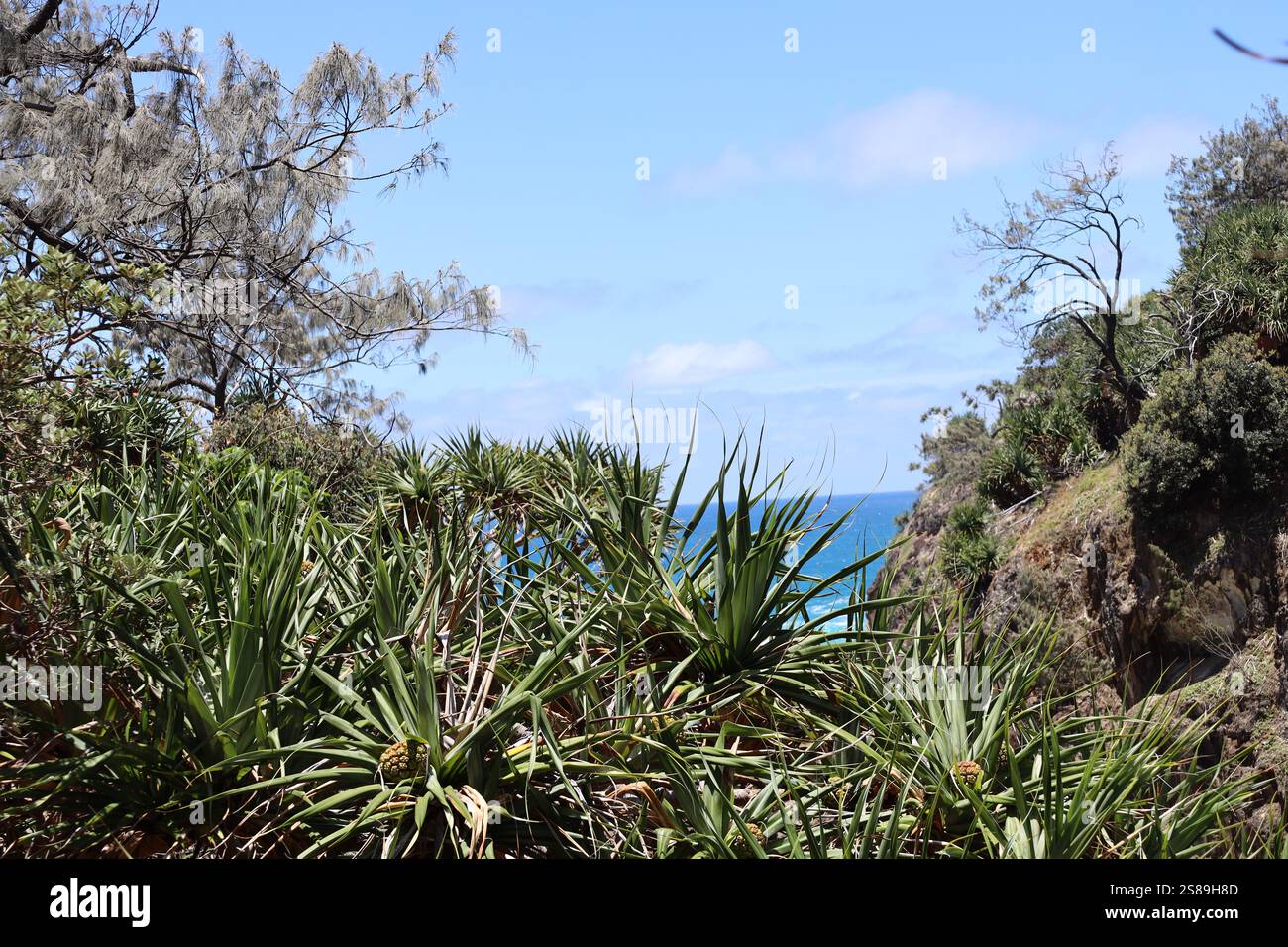 light blue skies and deep blue seas seen through dense shoreline brush ...
