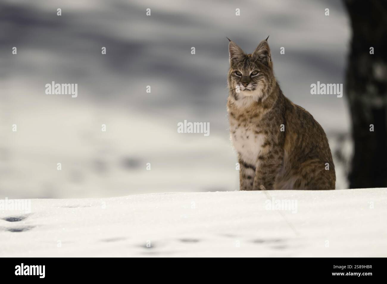 Bobcat in open hi-res stock photography and images - Alamy
