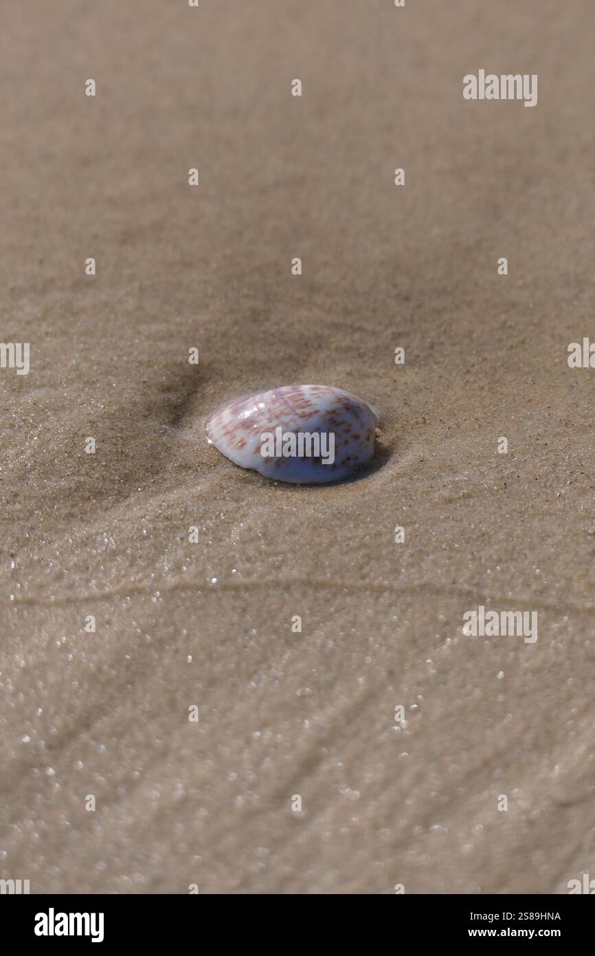 Sea shell on the sand at the beach, closeup of photo Stock Photo - Alamy