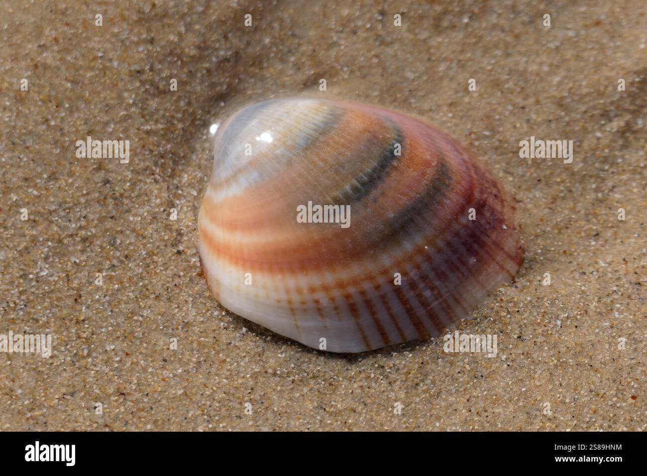 Sea shell on the sand at the beach, closeup of photo Stock Photo - Alamy