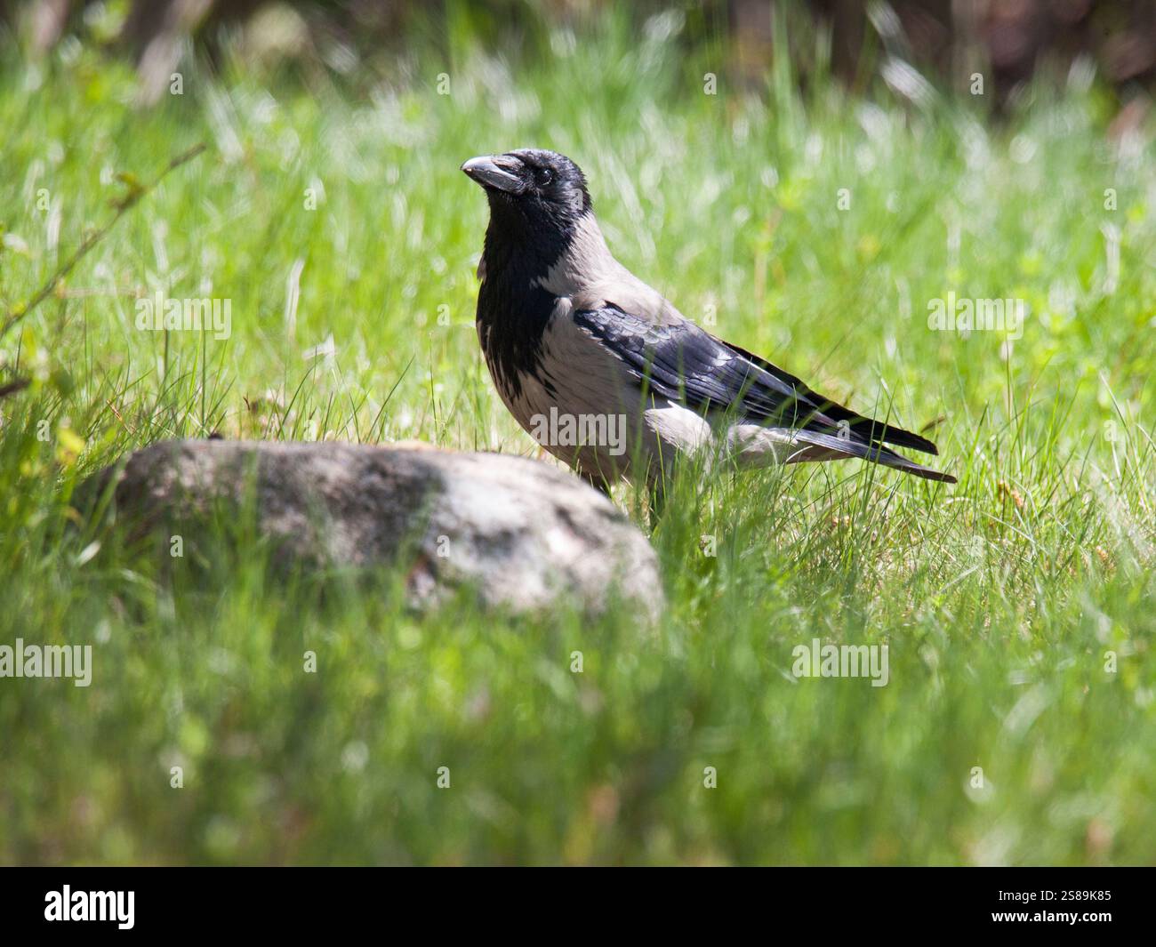 HOODED CROW Corvus Cornix Stock Photo - Alamy