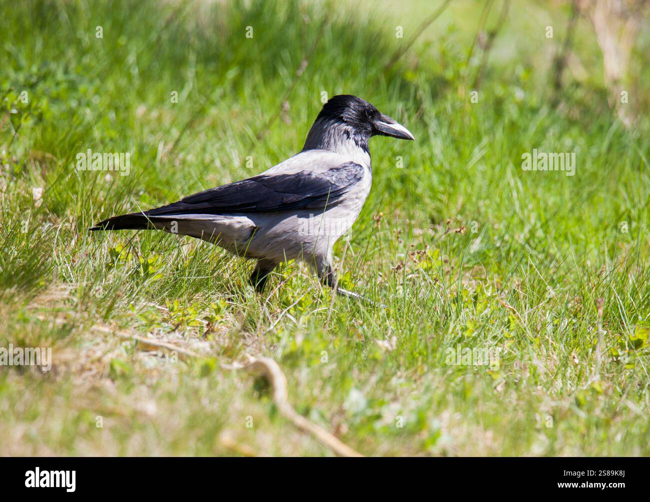 HOODED CROW Corvus Cornix Stock Photo - Alamy