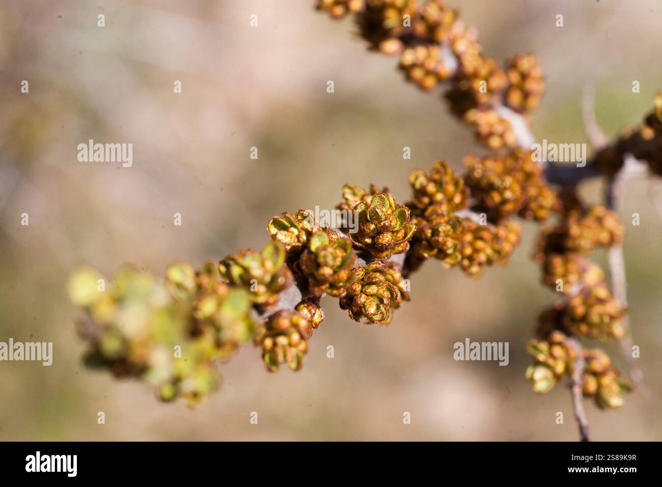 HIPPOPHAE RHAMNOIDES sea buckthorn Stock Photo - Alamy