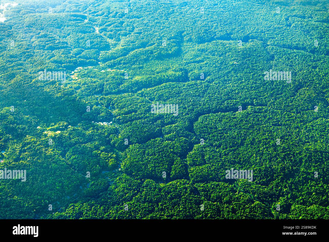 Aerial view of the Amazon rainforest near Kaieteur Falls in Guyana ...