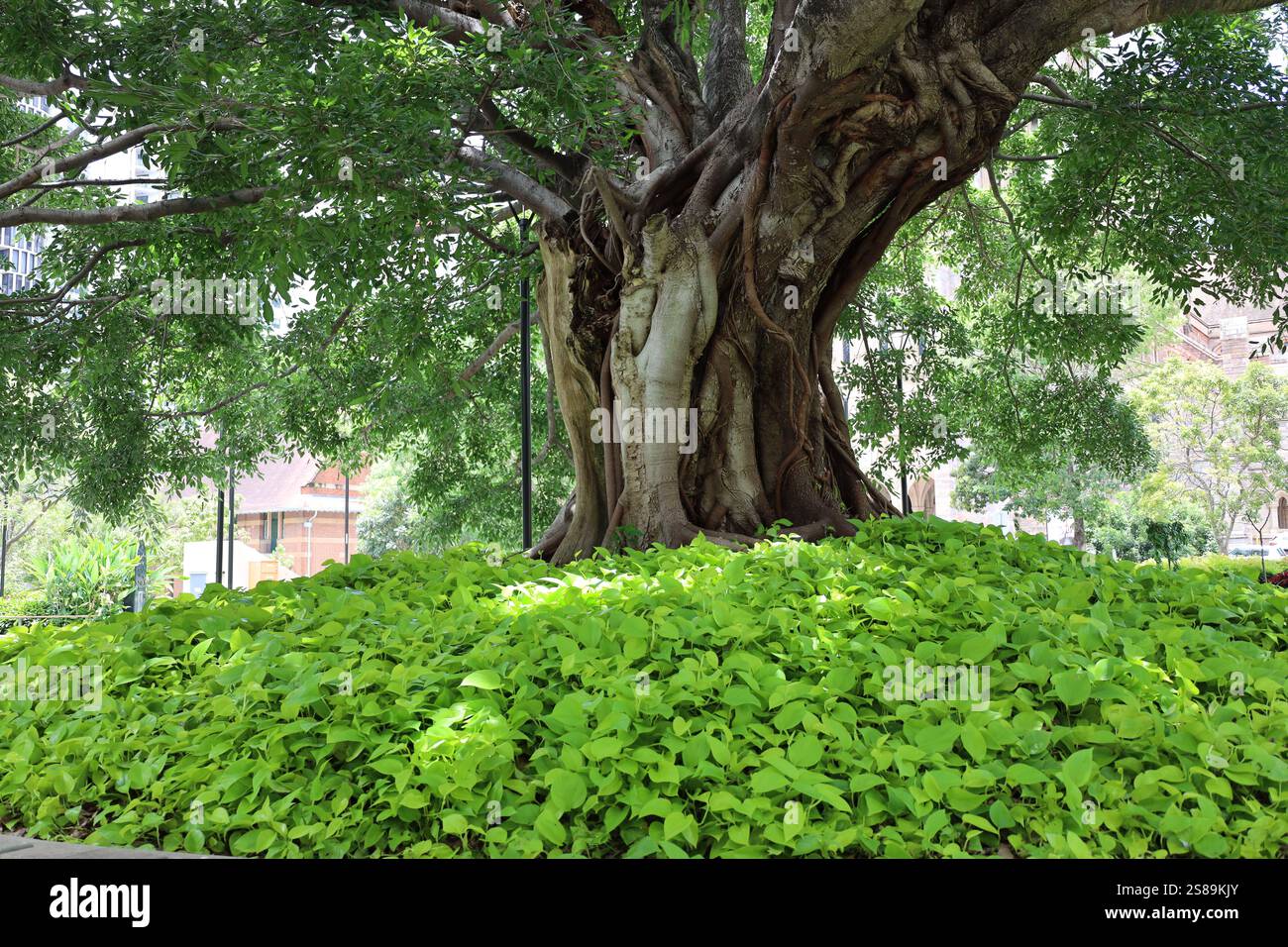Olive green surrounds hi-res stock photography and images - Alamy