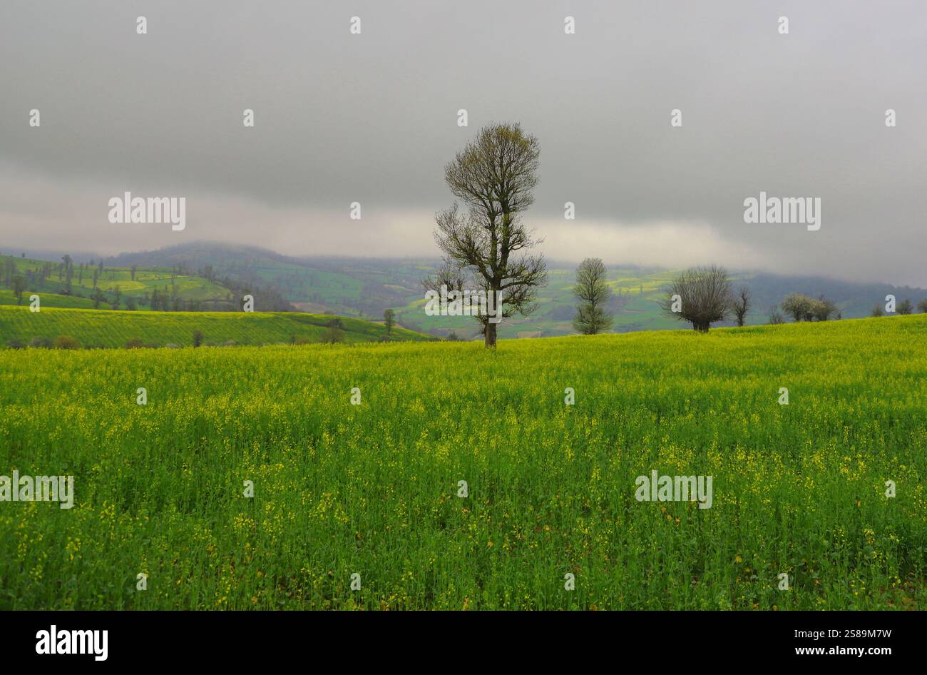 The green fields in Farim in Iran Stock Photo - Alamy
