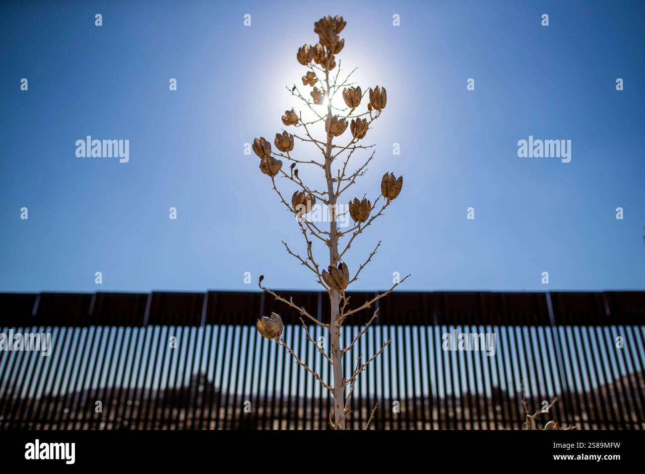 The dry flower spike of a yucca plant is backdropped by the border wall ...