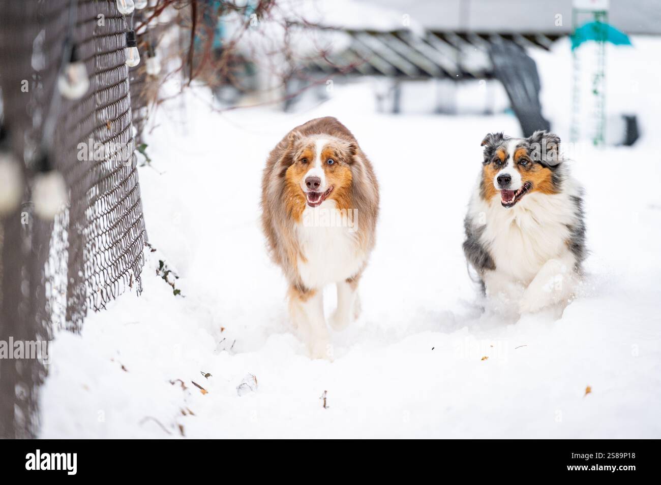 dogs running and barking down the side of a London backyard Stock Photo ...