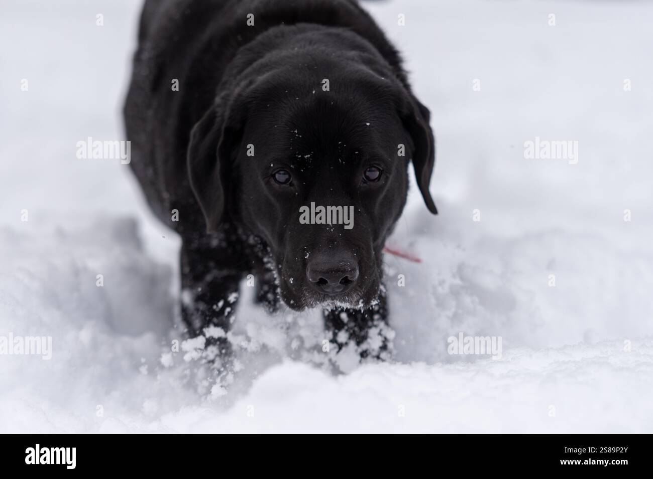 Black lab in London Ontario backyard Stock Photo - Alamy