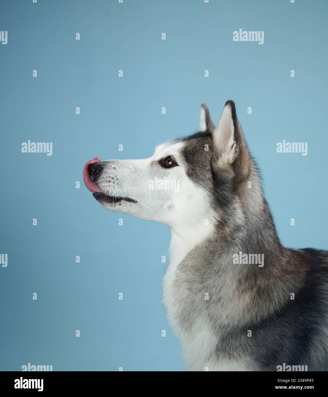 A Siberian Husky captured in profile against a light blue background ...