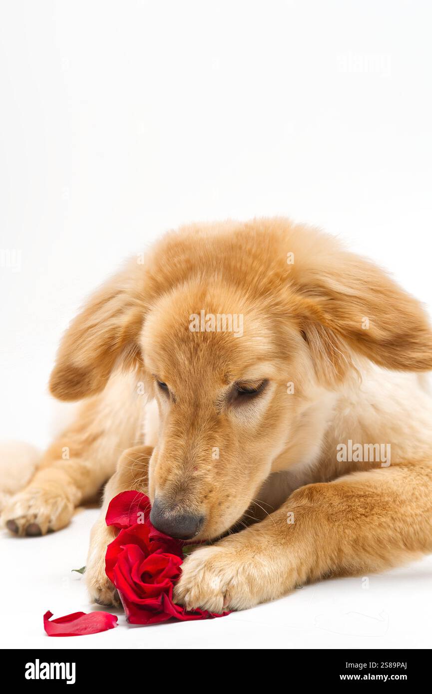 Adorable Golden Retriever Puppy Curiously Sniffing a Beautiful Red Rose ...