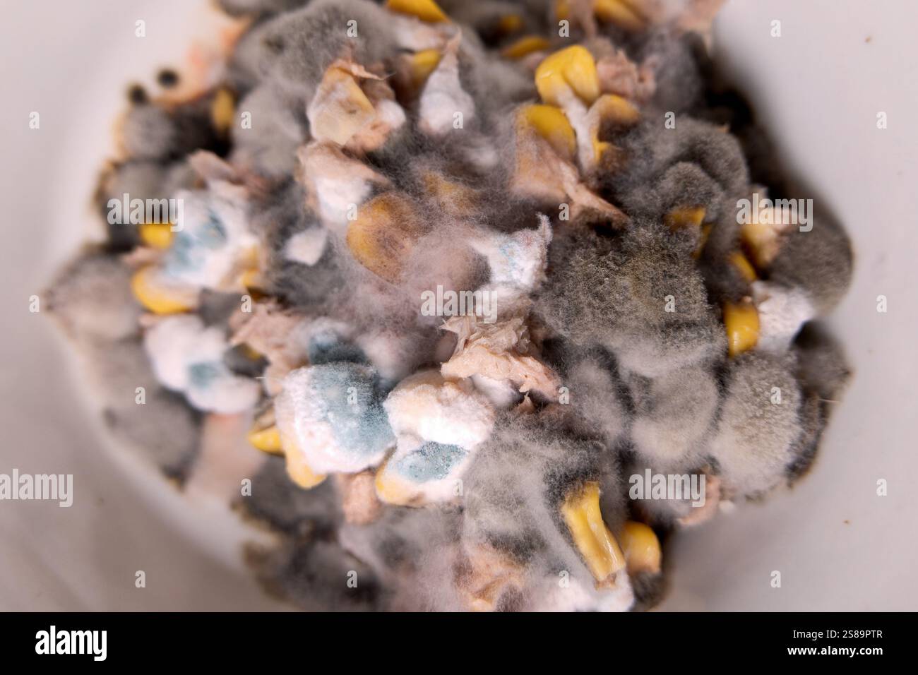 Prolonged storage of food in a refrigerator can lead to significant ...