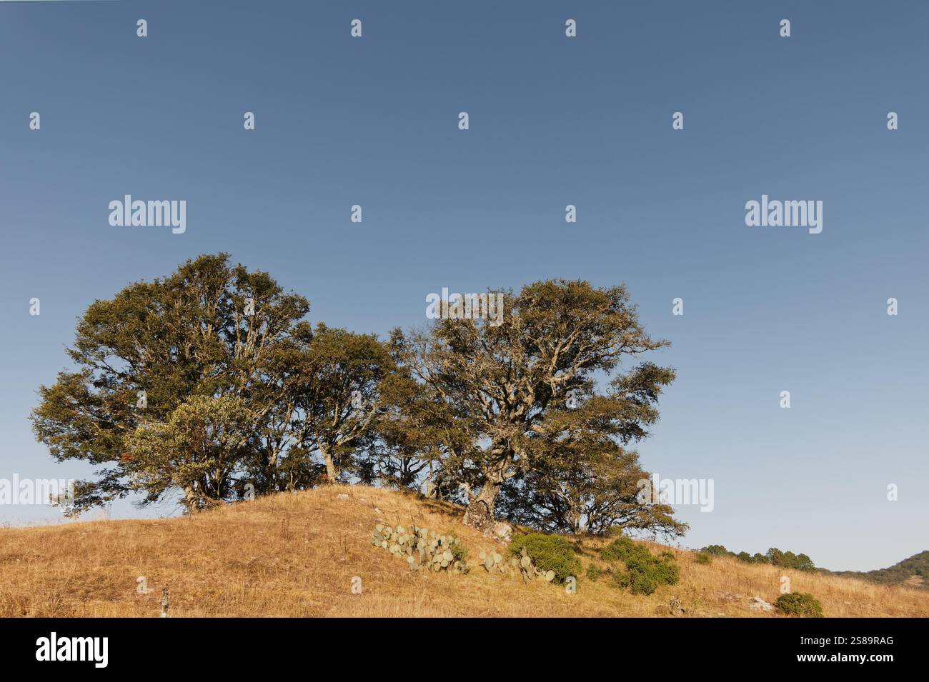 Cluster of trees stands prominently hi-res stock photography and images ...