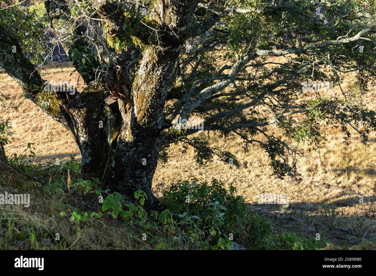 An impressive oak tree stands prominently, its thick trunk and ...