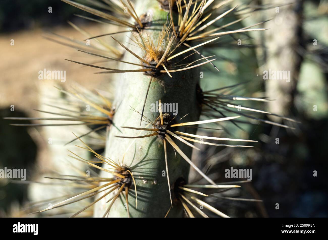 The distinctive spines of Opuntia ficus indica, commonly known as ...